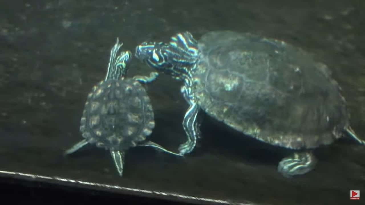 Why Do Turtles Shake Their Hands?