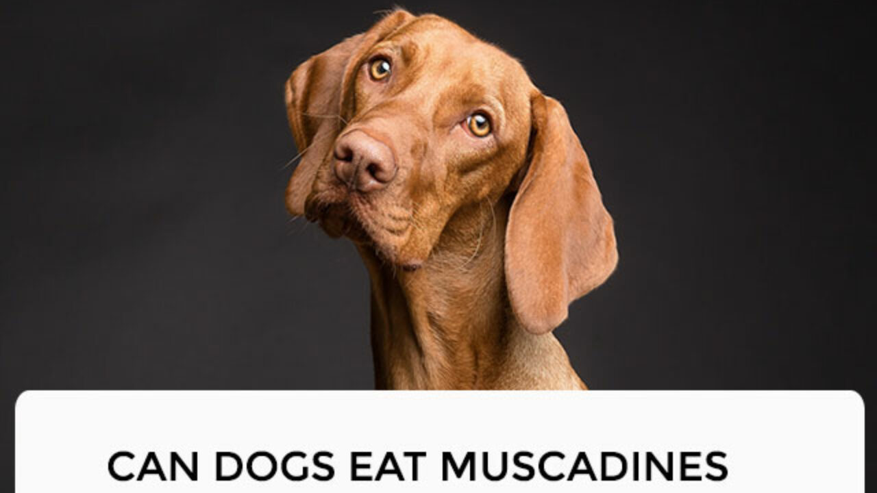 Can Dogs Eat Muscadines?