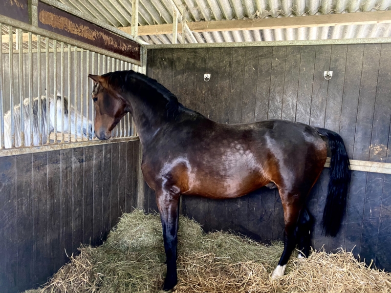 What Is A Cuafrisian Horse?