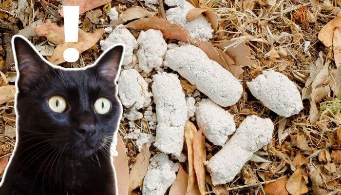 Why Is My Cat'S Poop White?