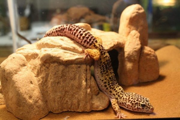 What Watt Basking Bulb For Leopard Gecko?