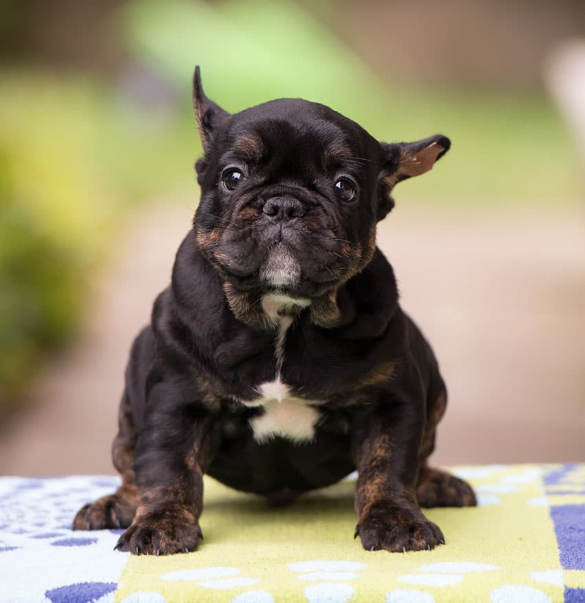 What Is A Trindle French Bulldog?