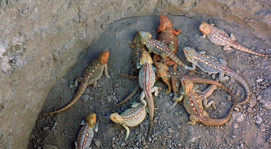 What Were The Lizards In Holes?