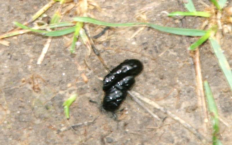 What Does Ground Hog Poop Look Like?