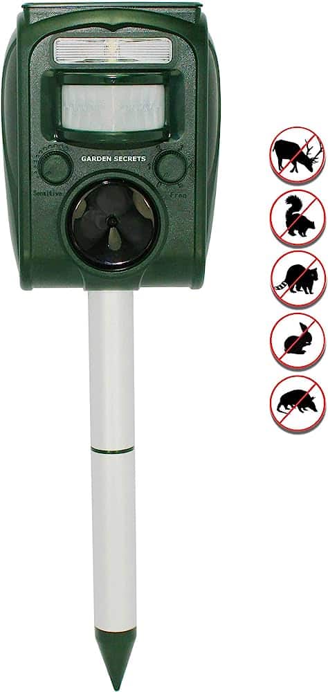 Uncover the Secrets of Pigeon Sounds and Noises Explained