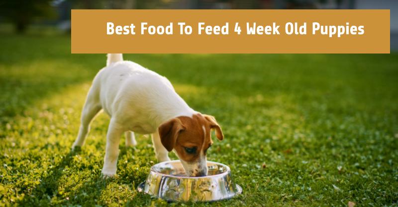 The 10 Best Food To Feed 4 Week Old Puppies In 2025 - Top Picks ...