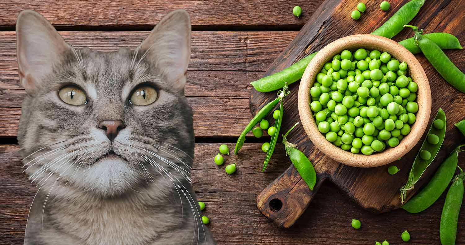 Are Peas Bad for Cats? Discover the Truth about Feeding Peas to Felines