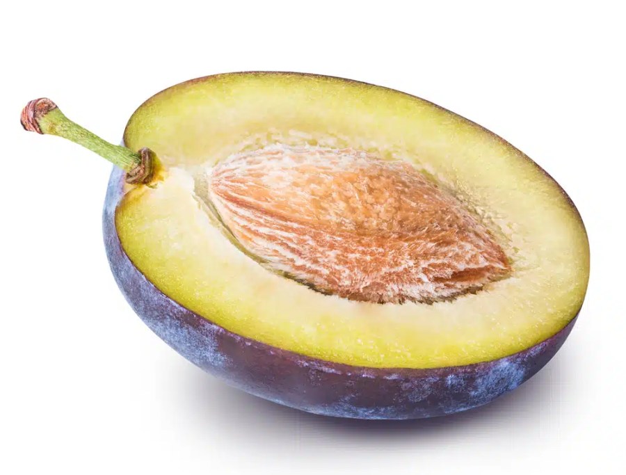 How Many Plum Pits Can Kill a Dog?