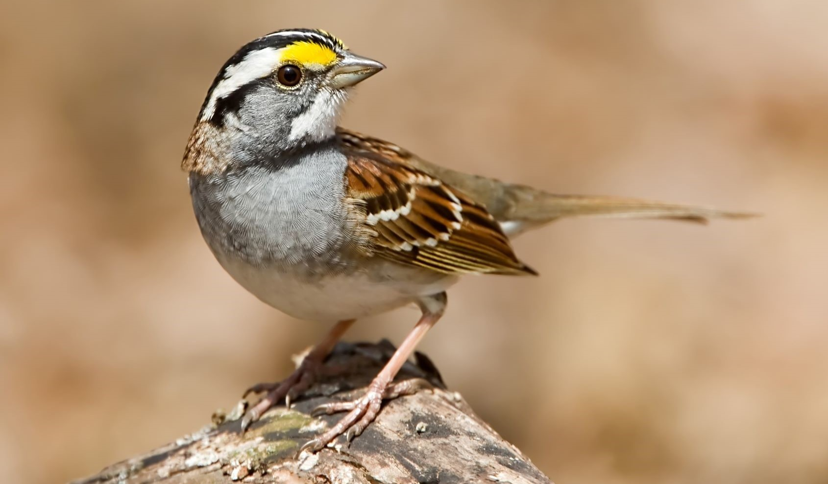10+ brown bird with white stripes on head In the World